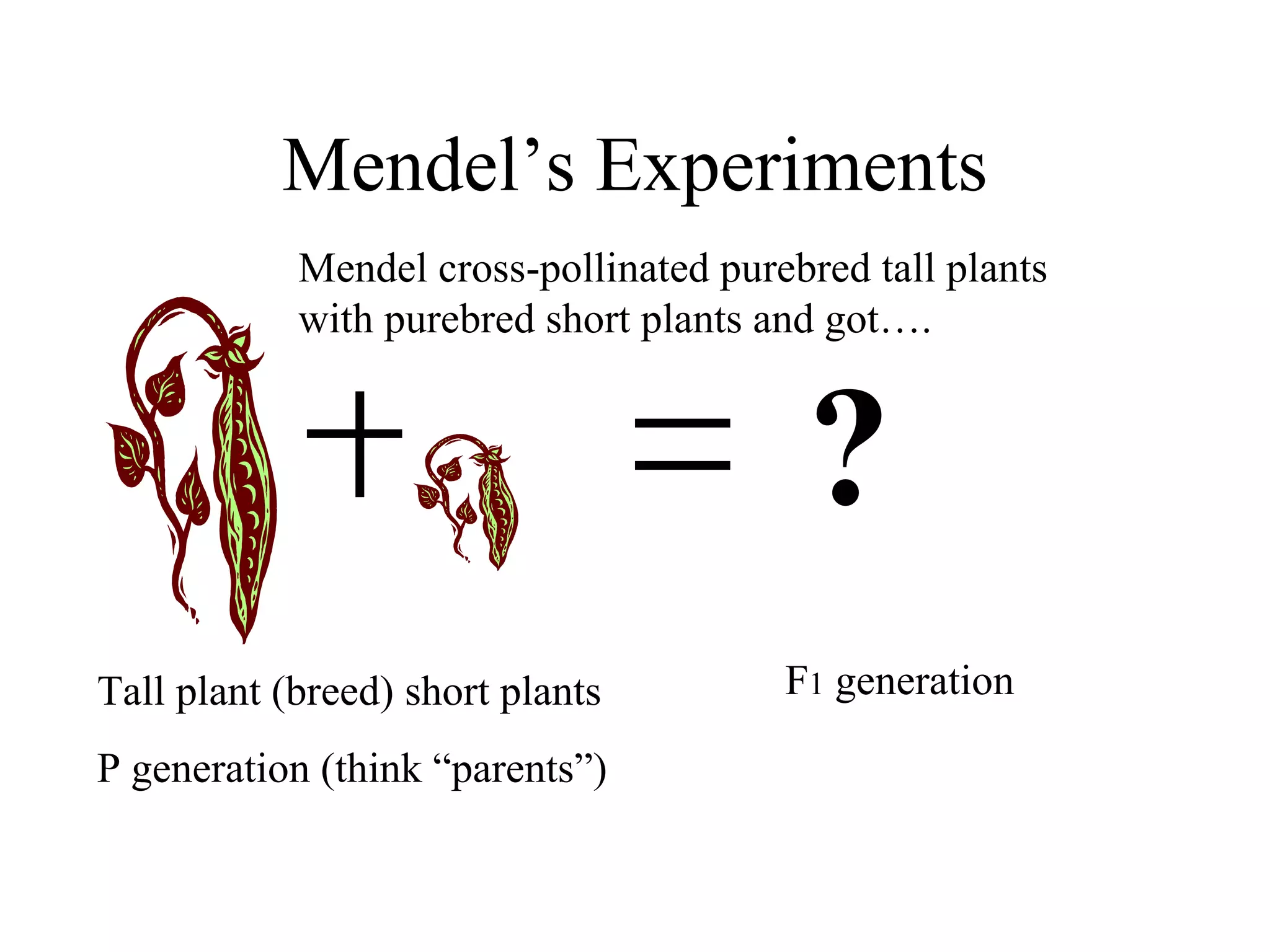 Probability, Mendel, and Genetics Powerpoint | PPT