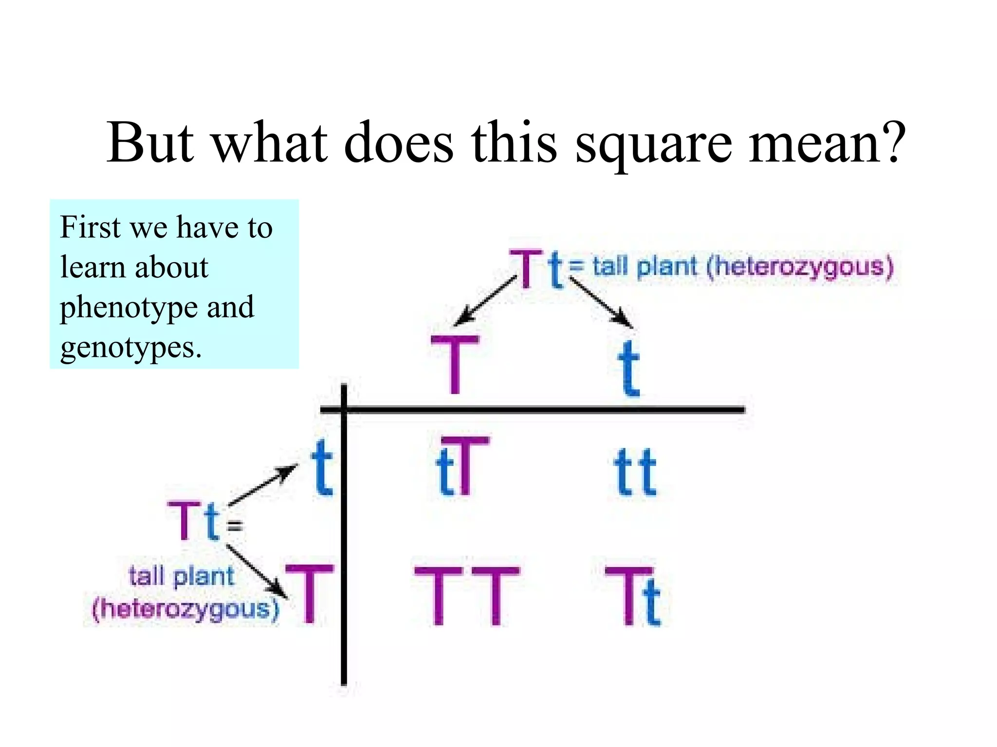 Probability, Mendel, and Genetics Powerpoint | PPT