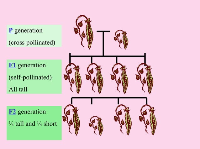Probability, Mendel, and Genetics Powerpoint | PPT