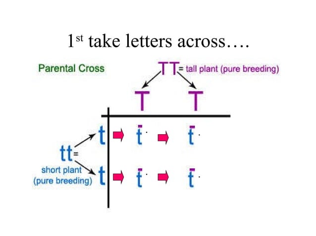 Probability, Mendel, and Genetics Powerpoint | PPT