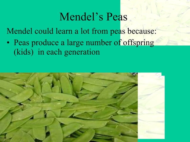 Probability, Mendel, and Genetics Powerpoint | PPT