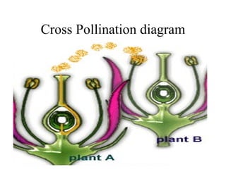 Cross Pollination Mendel