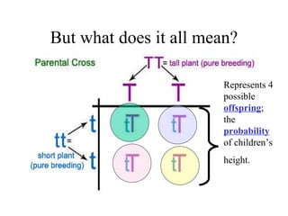 Probability Genetics Definition