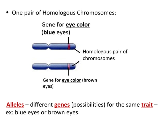 genetics introduction - models of inheritance | PPT | Gardening | Home ...