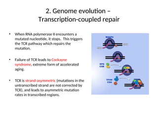 Genome structure and Evolution of BiomolecularPPT | PPT