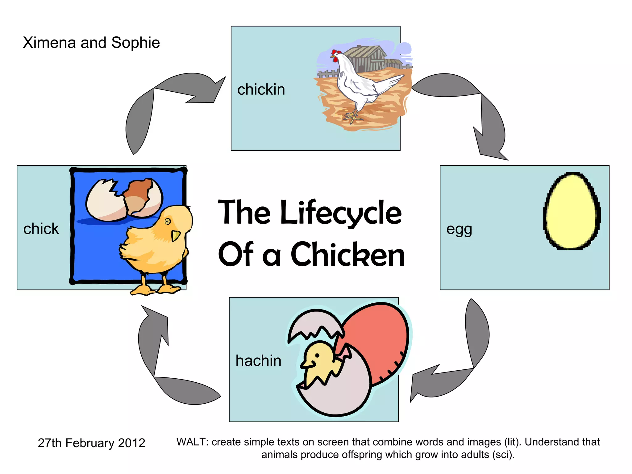 The Lifecycle of a Chicken by 1G | PPT