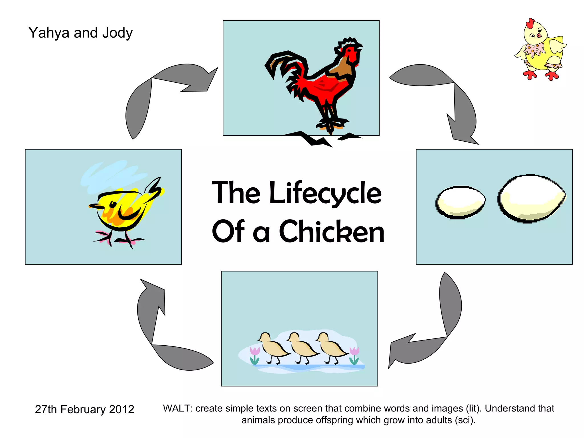 The Lifecycle of a Chicken by 1G | PPT