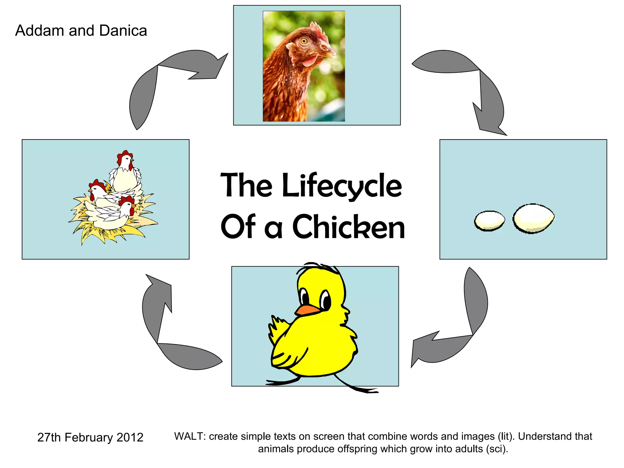 The Lifecycle of a Chicken by 1G | PPT
