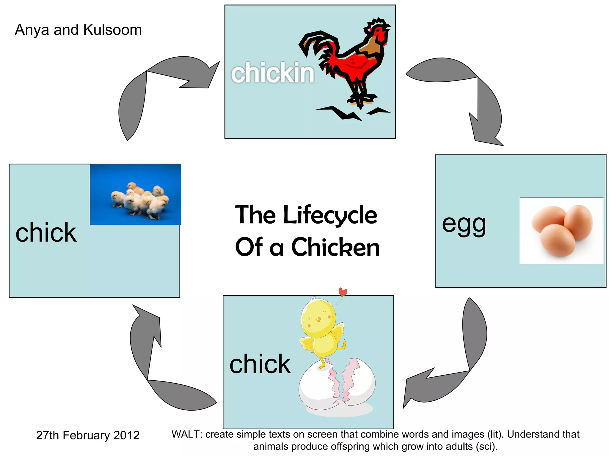The Lifecycle of a Chicken by 1G | PPT