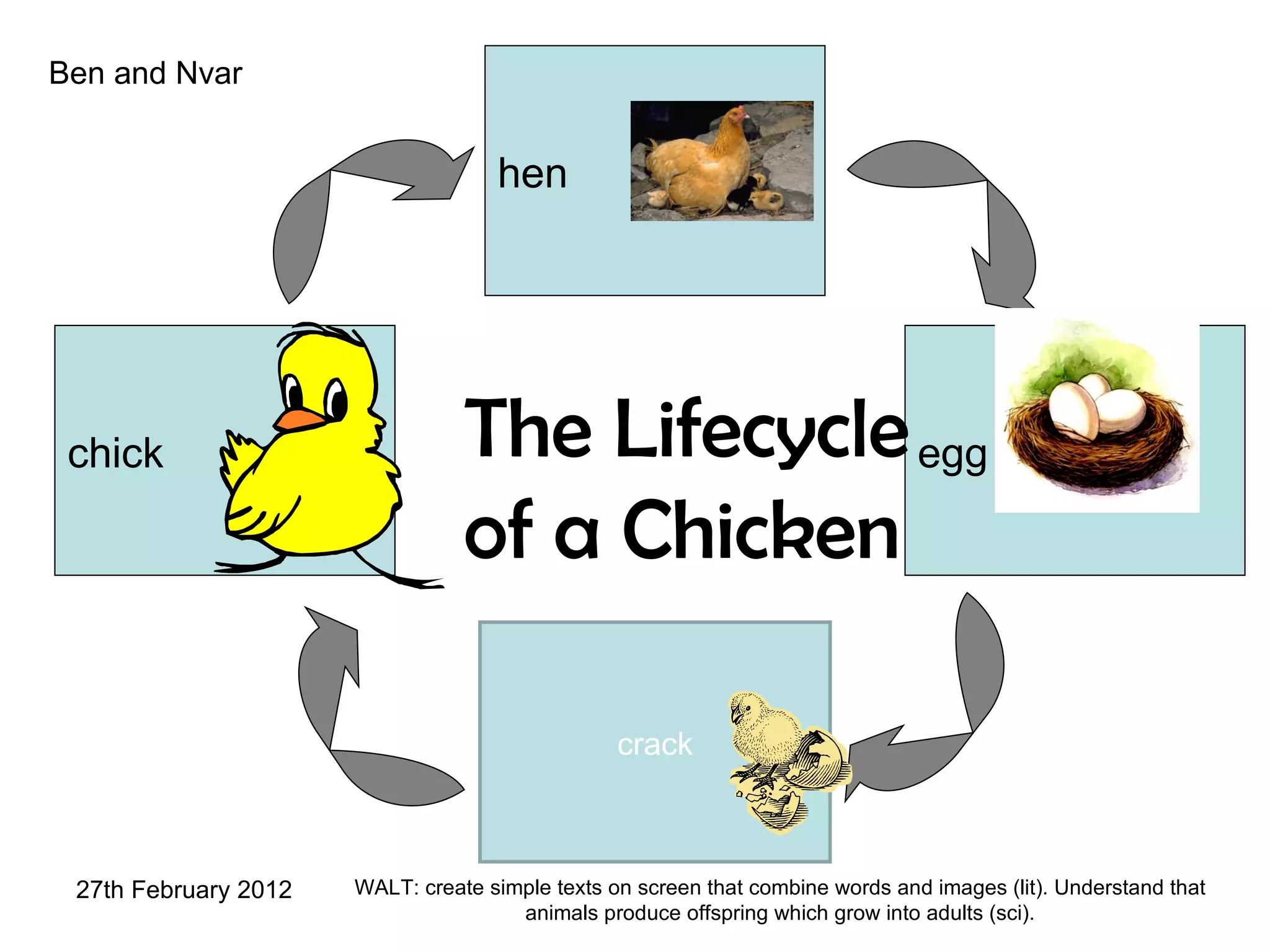 The Lifecycle of a Chicken by 1G | PPT