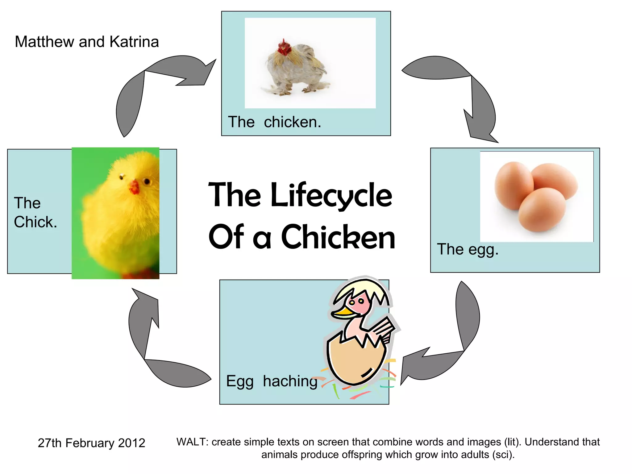 The Lifecycle of a Chicken by 1G | PPT