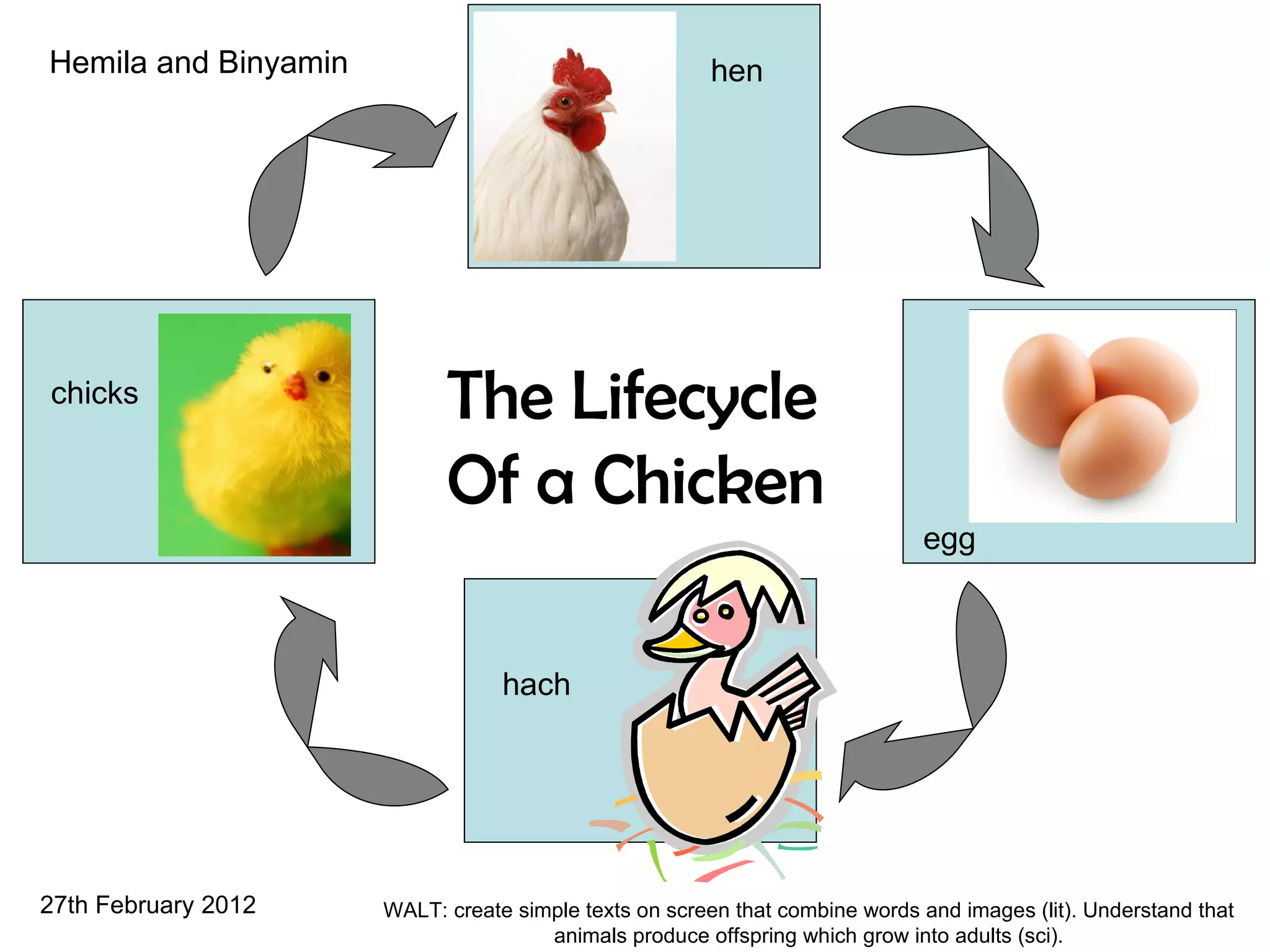 The Lifecycle of a Chicken by 1G | PPT