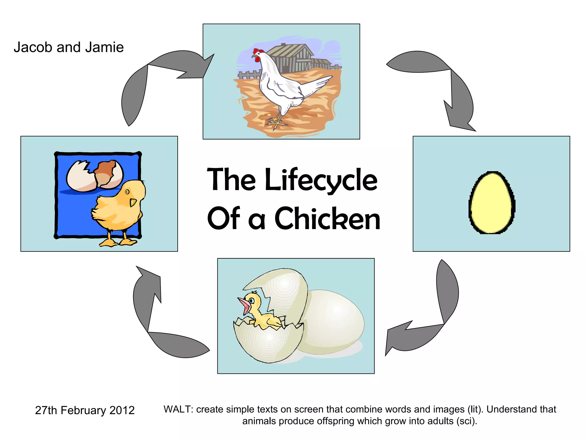The Lifecycle of a Chicken by 1G | PPT