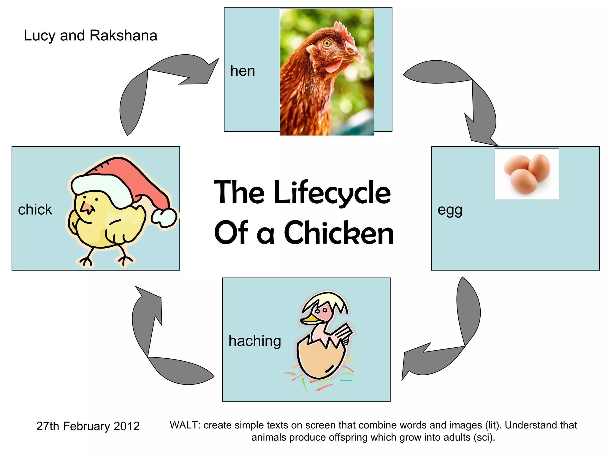 The Lifecycle of a Chicken by 1G | PPT