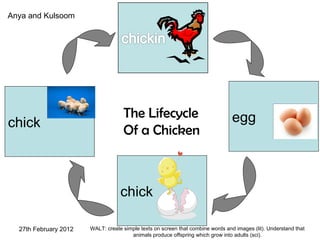 The Lifecycle of a Chicken by 1G | PPT