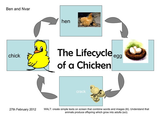 The Lifecycle of a Chicken by 1G | PPT