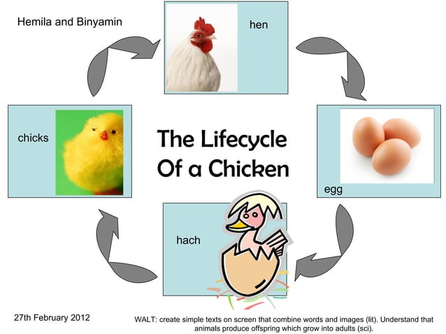 The Lifecycle of a Chicken by 1G | PPT