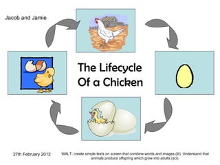 The Lifecycle of a Chicken by 1G | PPT