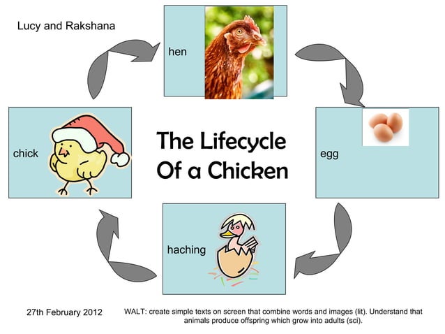 The Lifecycle of a Chicken by 1G | PPT