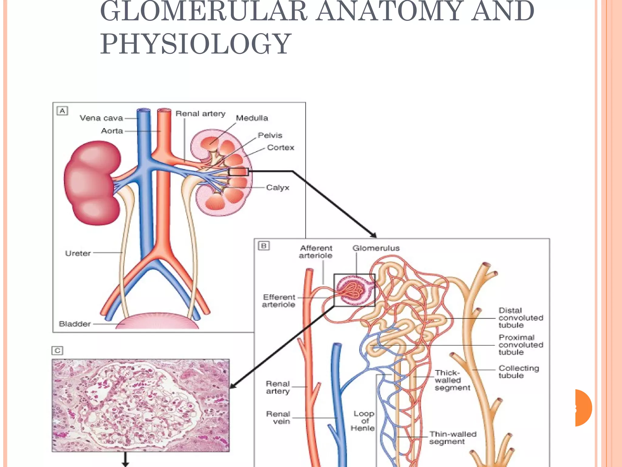 1 glomerular disease & anatomy pysiology of kideny | PPT