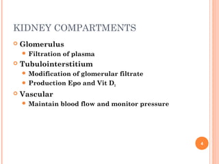 1 glomerular disease & anatomy pysiology of kideny | PPT