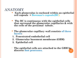 1 glomerular disease & anatomy pysiology of kideny | PPT