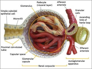 1 glomerular disease & anatomy pysiology of kideny | PPT