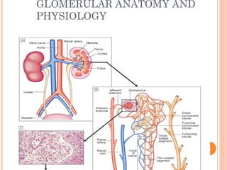 1 glomerular disease & anatomy pysiology of kideny | PPT