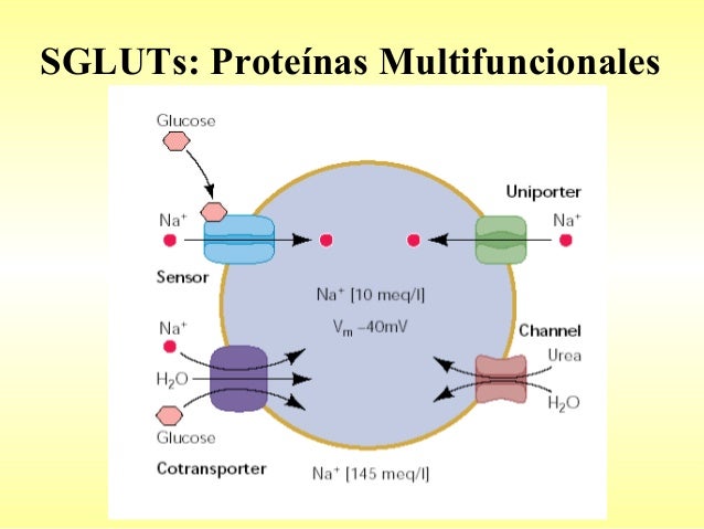 Insulina, Glucagon y Tranportadores de glucosa: Glut SGlut