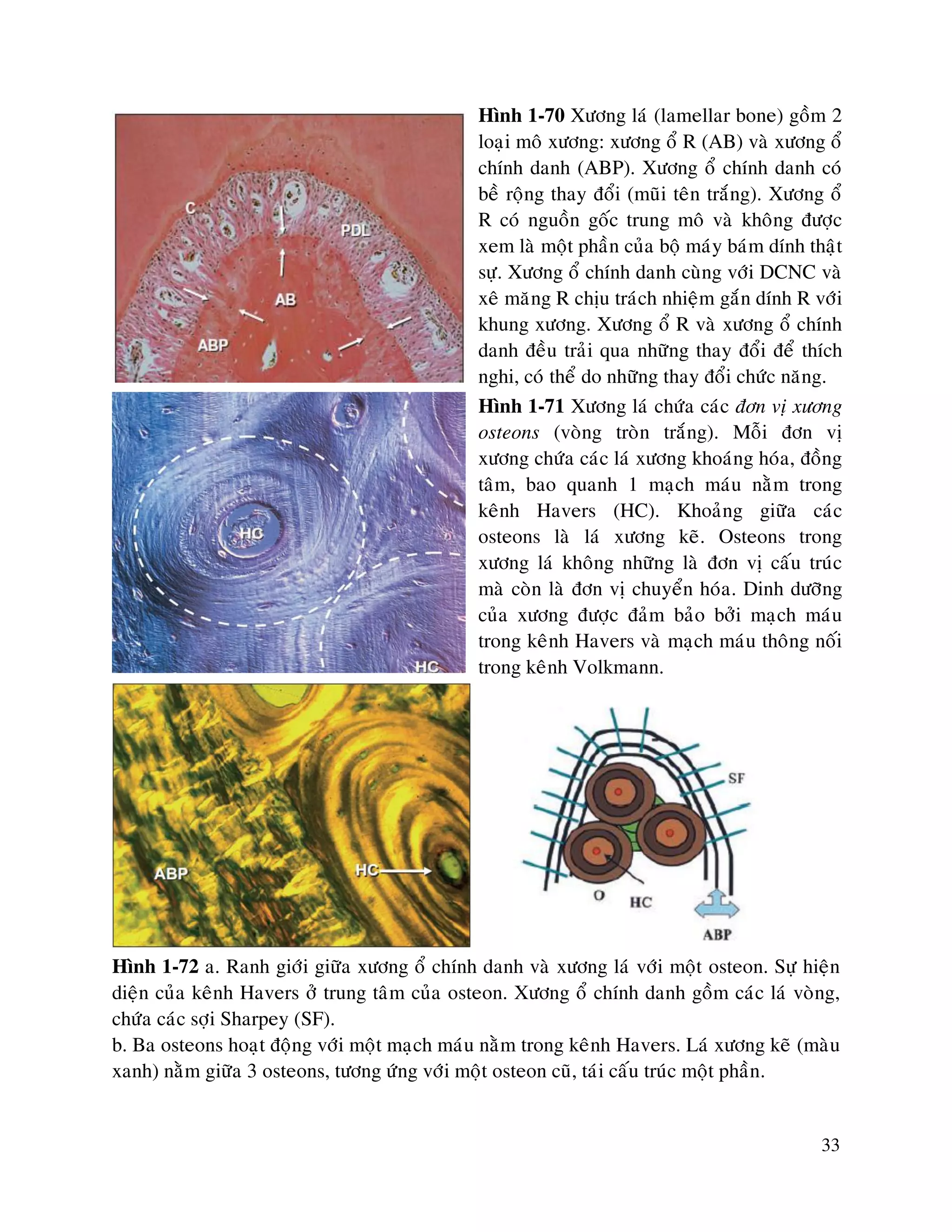 Giai phau hoc mo nha chu | PDF