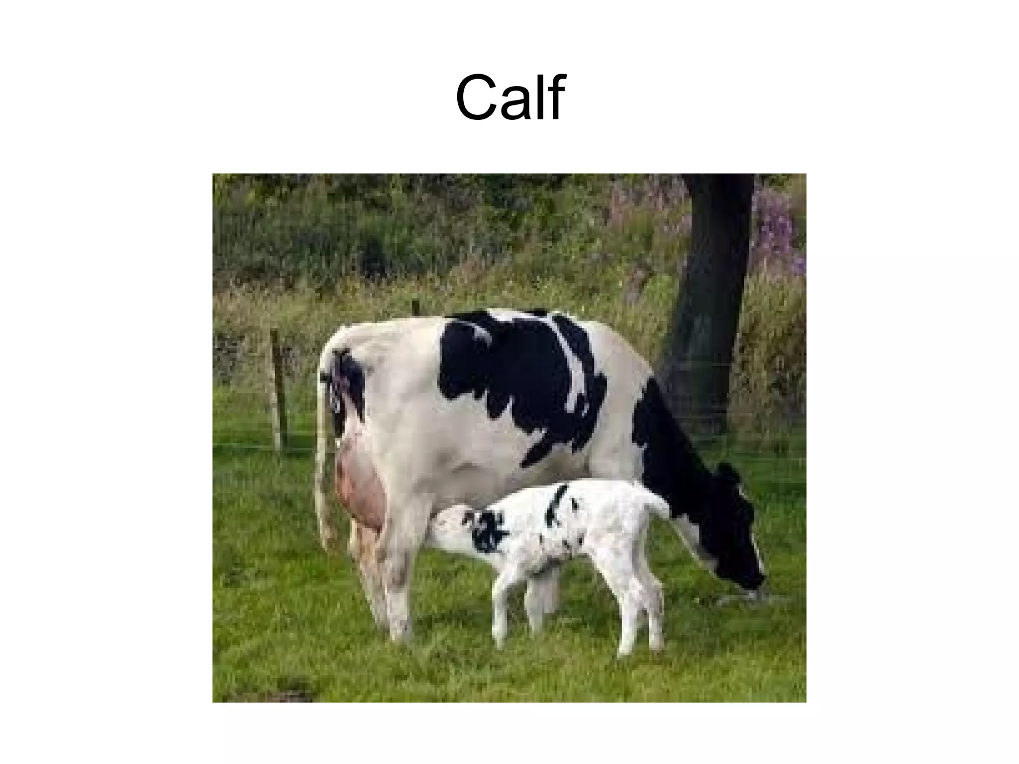 1 grade unit_8_science_vocab_baby_animals | PPS