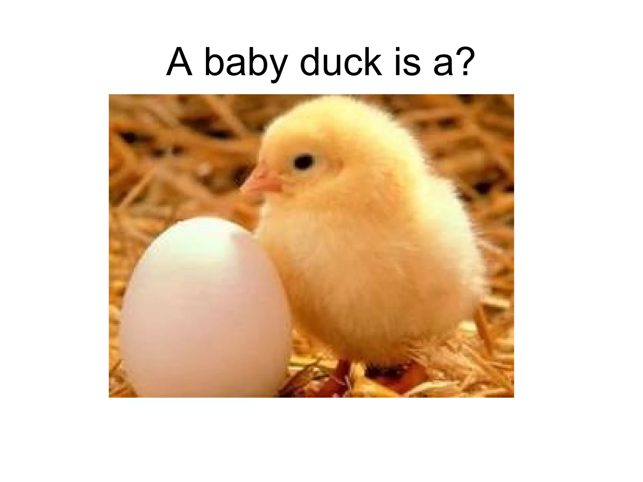 1 grade unit_8_science_vocab_baby_animals | PPS