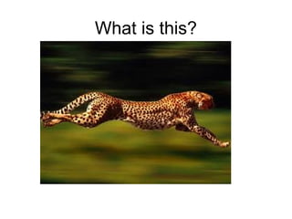 1 grade unit_8_science_vocab_baby_animals | PPS