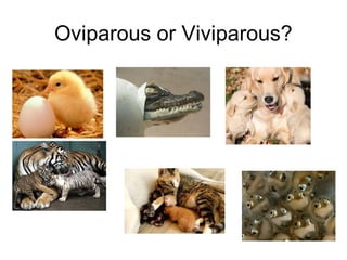 1 grade unit_9_science_vocab_oviparous...herbivores... | PPT