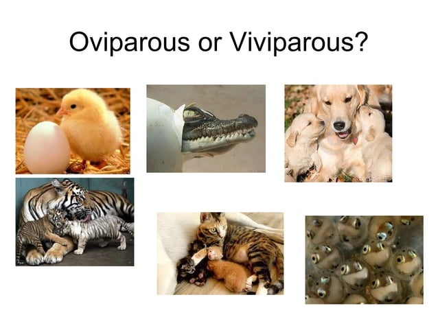 1 grade unit_9_science_vocab_oviparous...herbivores... | PPS