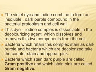 Gram stain | PPTX
