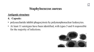 DPT - Microbiology II (Gram +ve cocci) - Genus Staphylococcus | PPT
