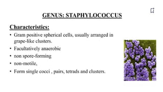 DPT - Microbiology II (Gram +ve cocci) - Genus Staphylococcus | PPT