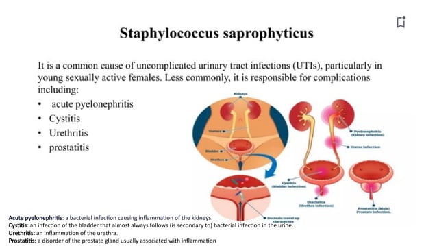 DPT - Microbiology II (Gram +ve cocci) - Genus Staphylococcus | PPT