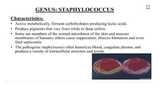 DPT - Microbiology II (Gram +ve cocci) - Genus Staphylococcus | PPT