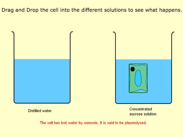 materi-sel-ppt-Struktur__Fungsi_Sel.pptx