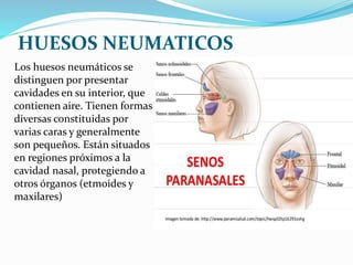 GENERALIDADES_DEL_SISTEMA_OSEO | PPT