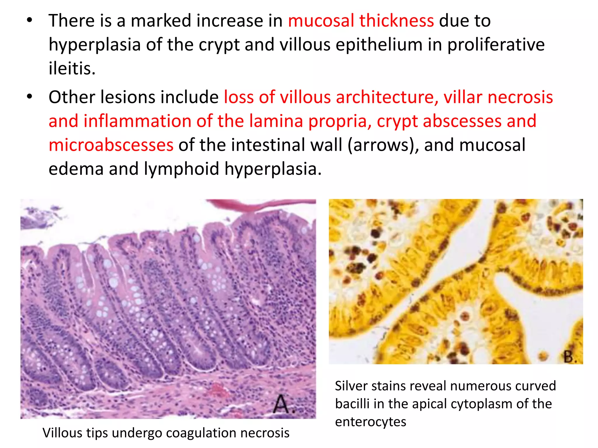Hamster - Bacterial, Viral, Mycotic, Parasitic and Non infectious ...