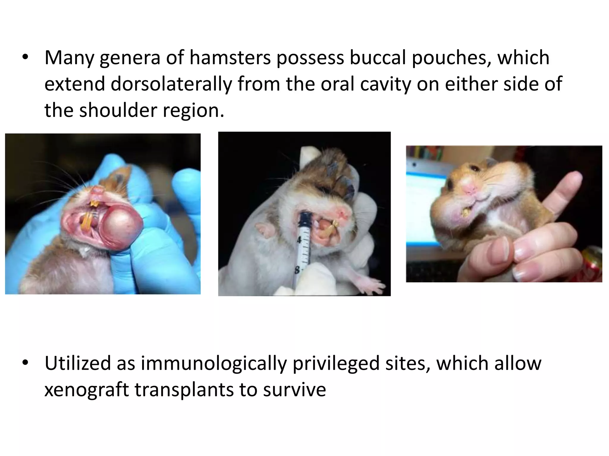 Hamster - Bacterial, Viral, Mycotic, Parasitic and Non infectious ...