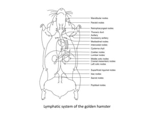 Hamster - Bacterial, Viral, Mycotic, Parasitic and Non infectious ...