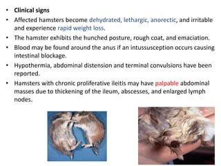 Hamster - Bacterial, Viral, Mycotic, Parasitic and Non infectious ...