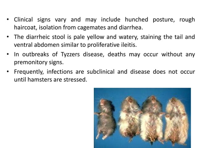 Hamster - Bacterial, Viral, Mycotic, Parasitic and Non infectious ...