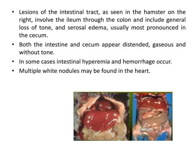 Hamster - Bacterial, Viral, Mycotic, Parasitic and Non infectious ...