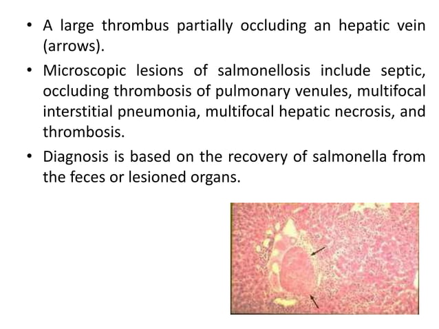 Hamster - Bacterial, Viral, Mycotic, Parasitic and Non infectious ...