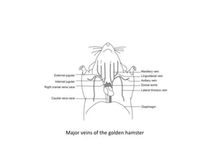 Hamster Teeth Diagram